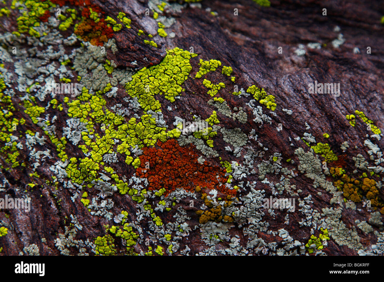 Lichen on rocks, Grand Canyon National Park, Arizona Stock Photo - Alamy