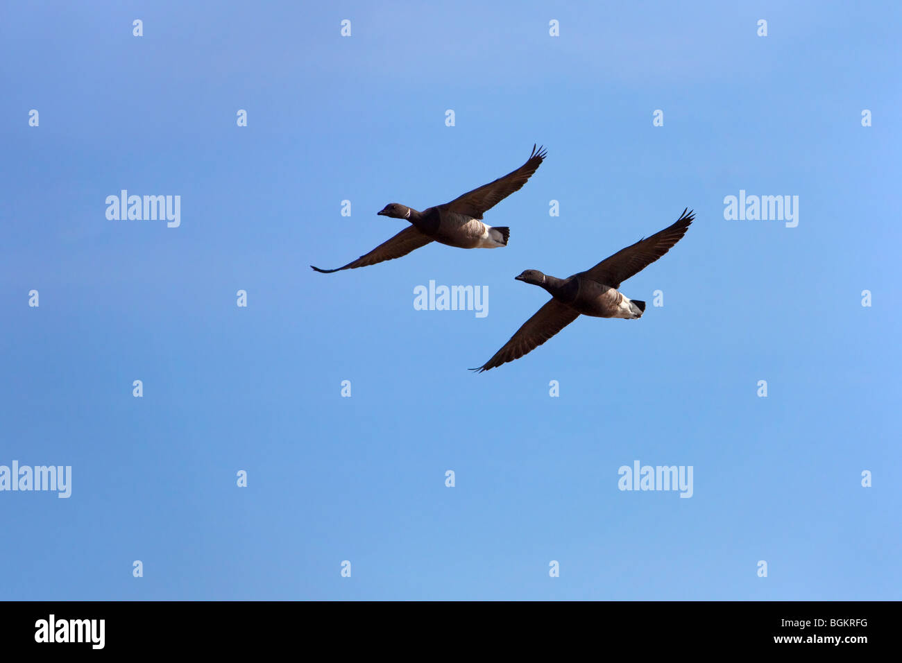 Brant Geese High Resolution Stock Photography and Images - Alamy