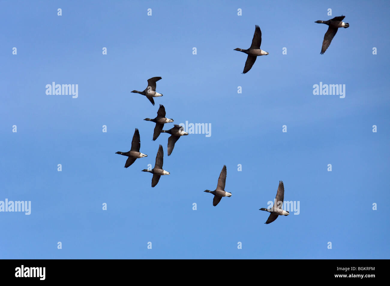 Brant geese hi-res stock photography and images - Alamy