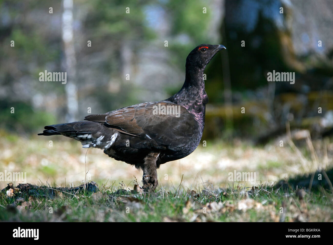Hybrid grouse hybridus tetrix urogallus hi-res stock photography and ...