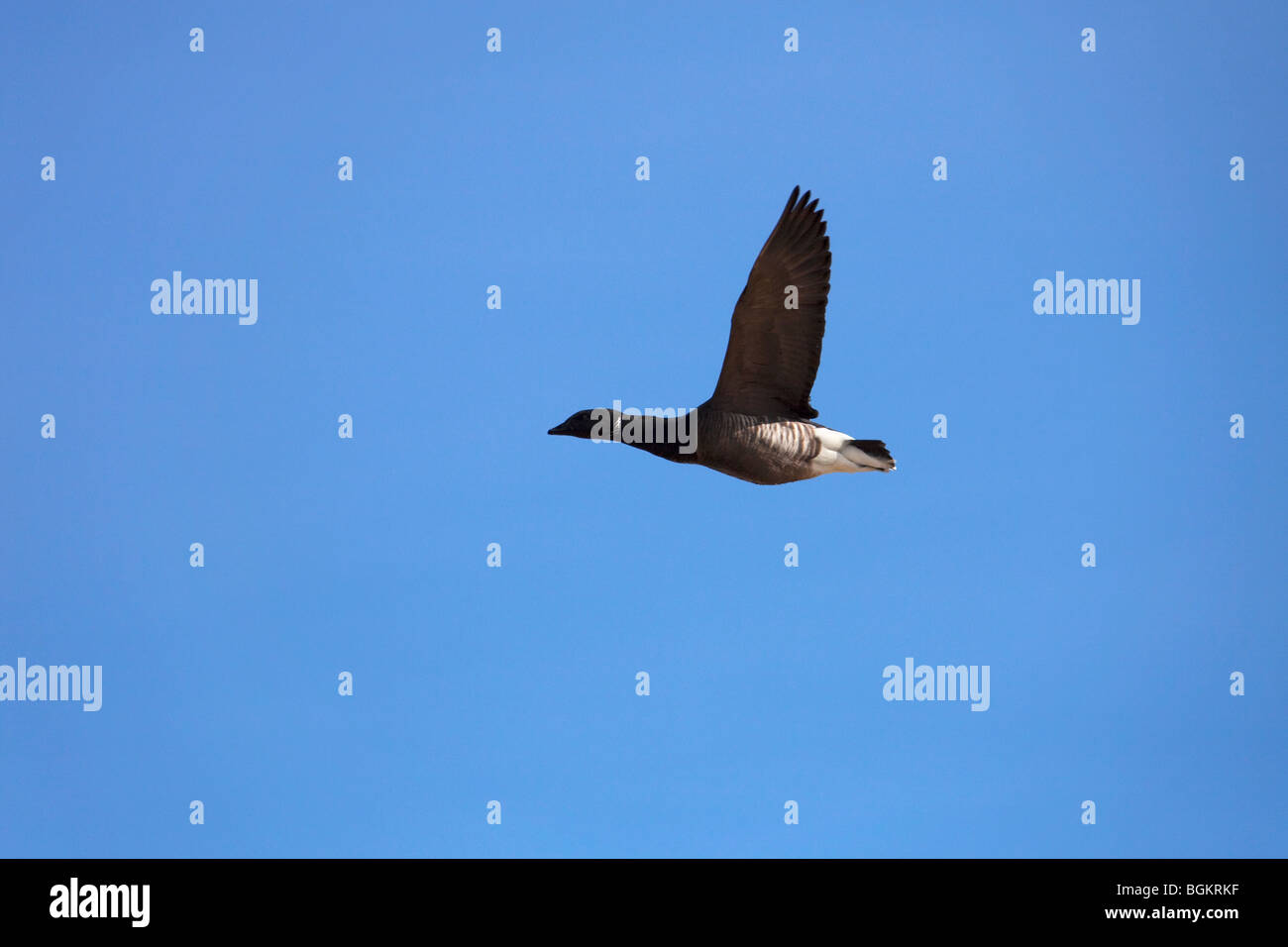 Black brant goose hi-res stock photography and images - Alamy