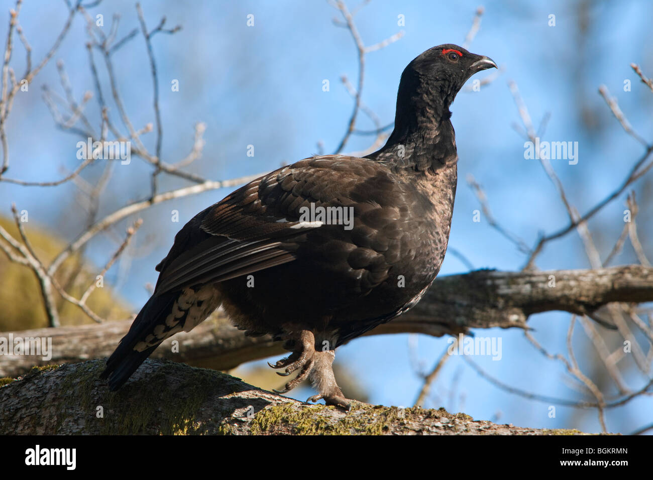 Hybrid grouse Tetrao hybridus (Tetrao tetrix x Tetrao urogallus), cross ...