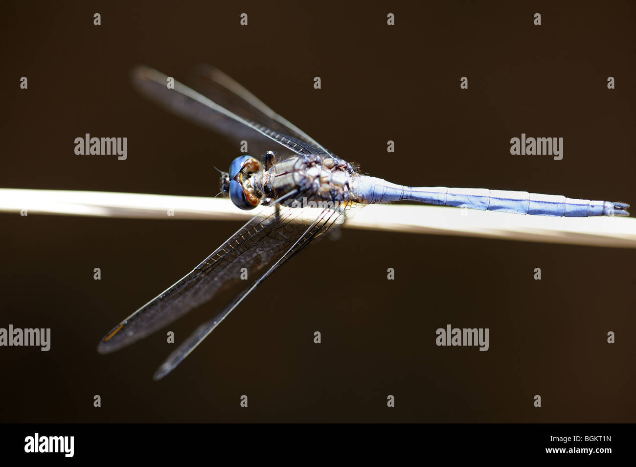 Dragon fly - Abbott's Skimmer Stock Photo - Alamy