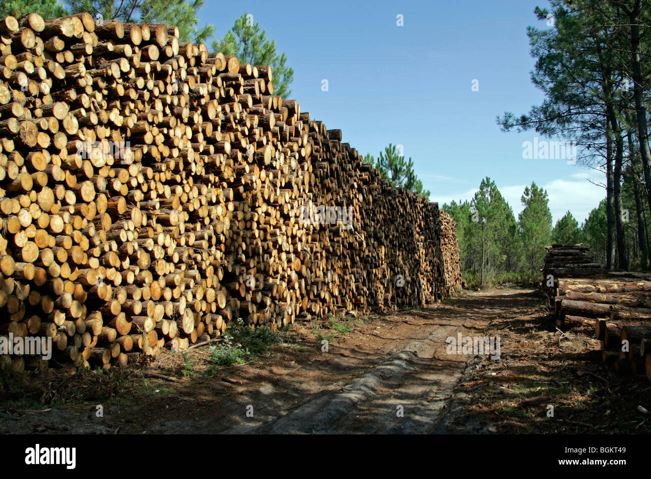 Wood lot stacked logs lumber industry near Arcachon Atlantic Coast ...