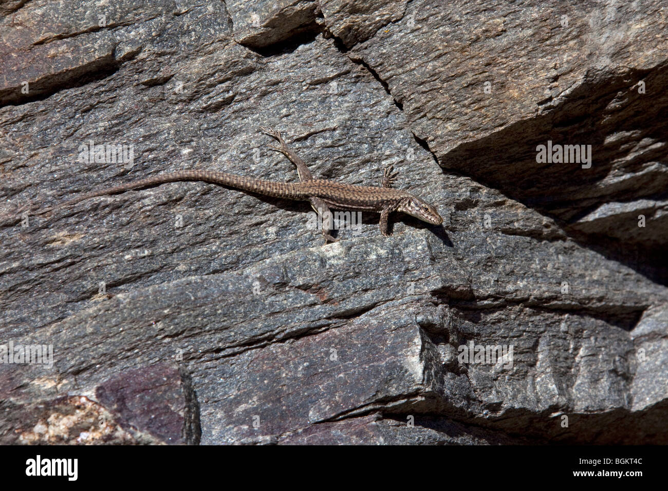 Rock climbing lizard hi-res stock photography and images - Alamy