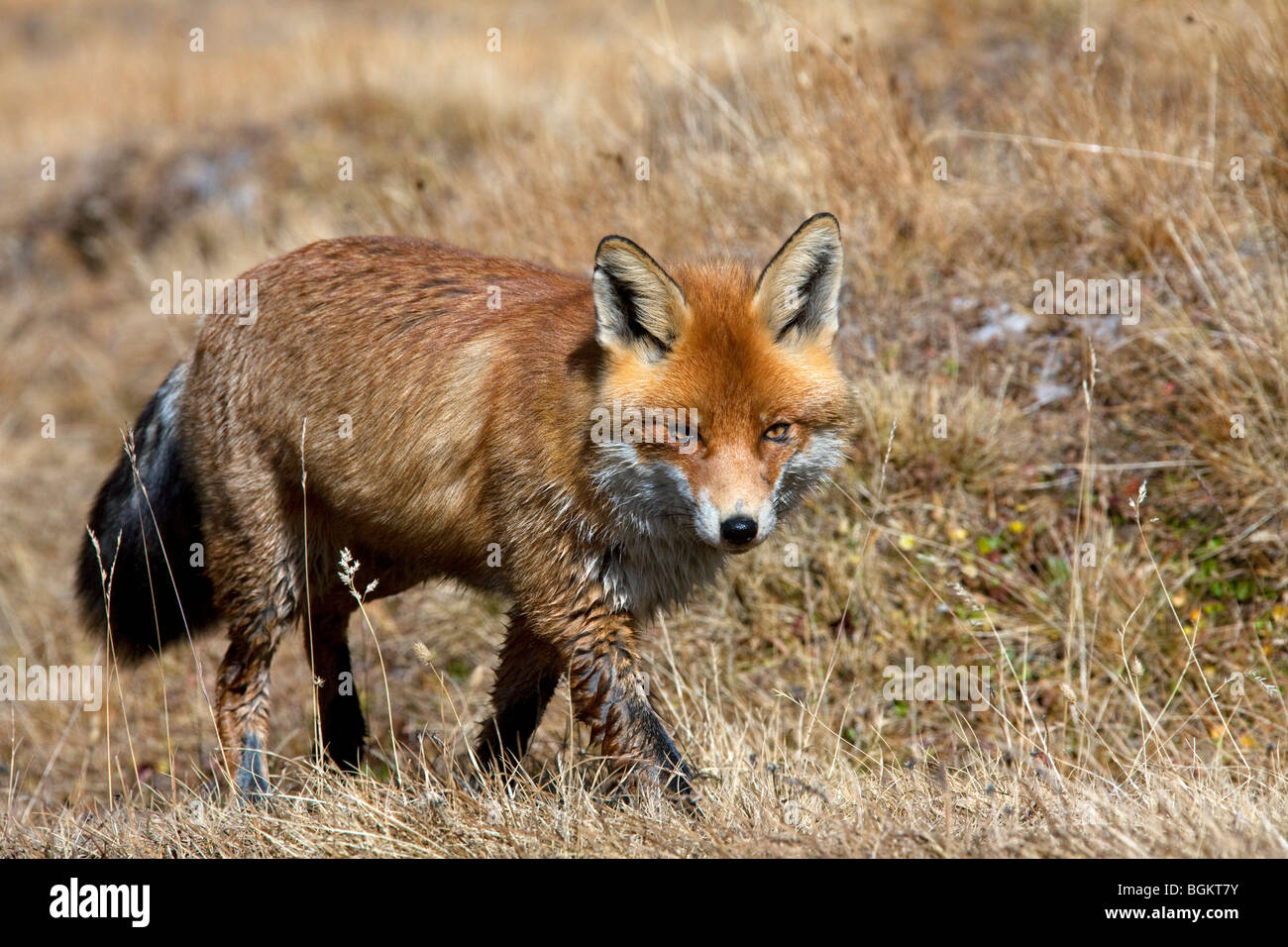Red fox (Vulpes vulpes) in grassland in autumn Stock Photo - Alamy