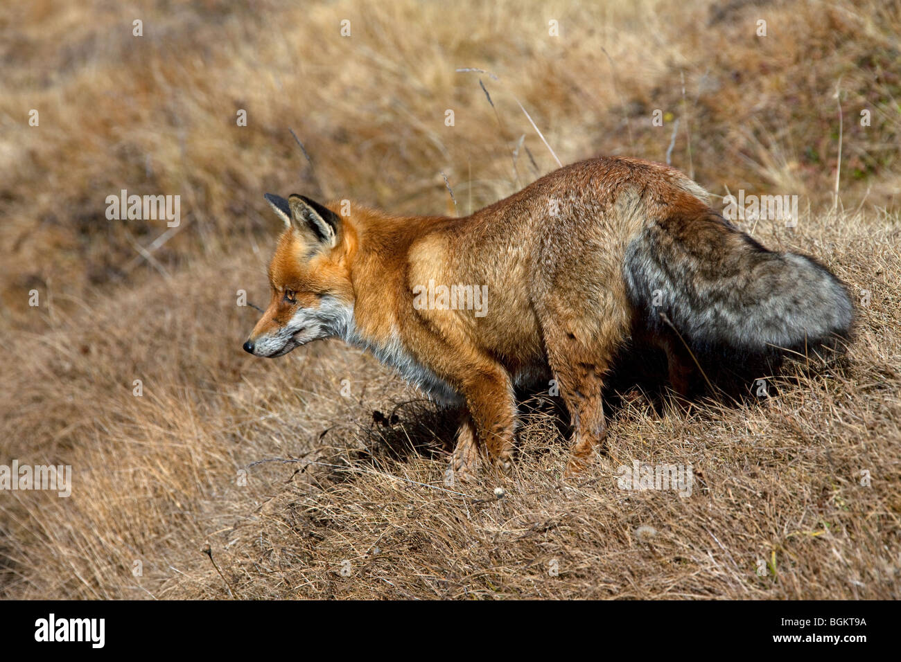 Red fox (Vulpes vulpes) in grassland in autumn Stock Photo - Alamy