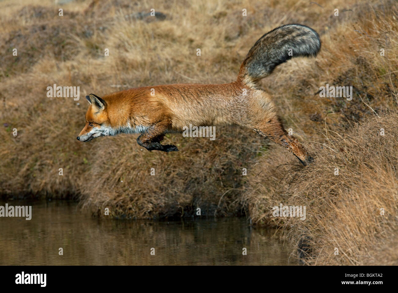 Red fox (Vulpes vulpes) jumps over river Stock Photo - Alamy