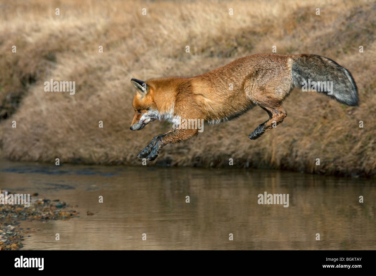 Red fox (Vulpes vulpes) jumps over river Stock Photo - Alamy