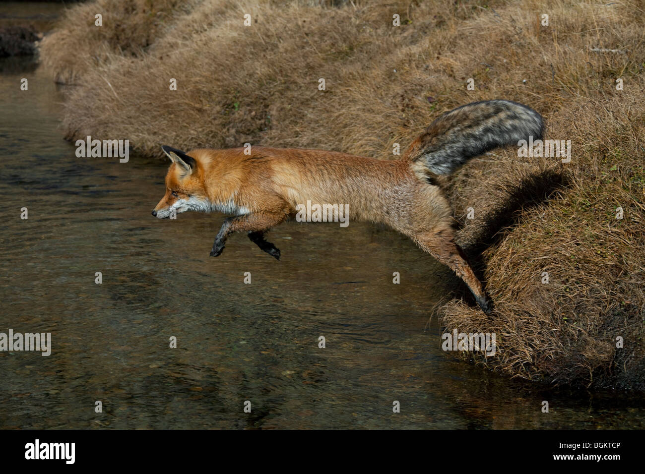 Red fox jumping hi-res stock photography and images - Alamy