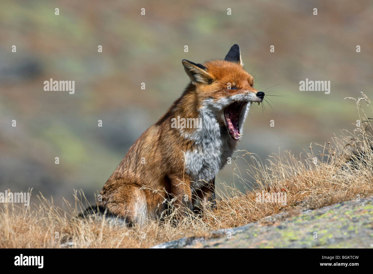 Fox yawning hi-res stock photography and images - Alamy