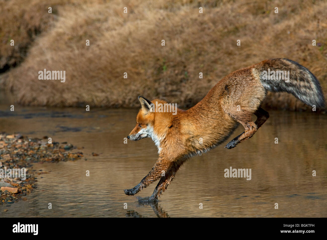 Fox jumping hi-res stock photography and images - Alamy