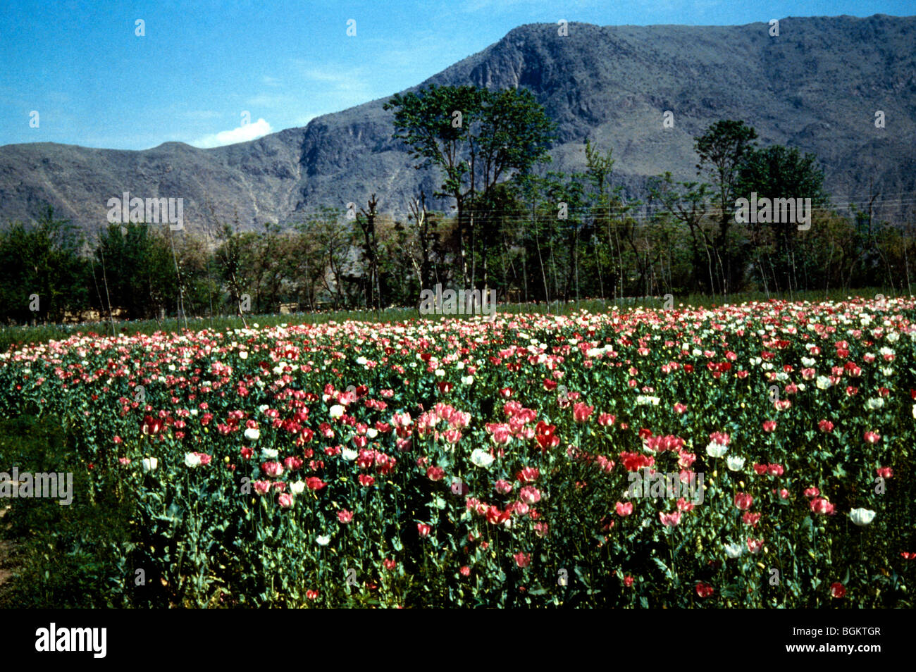 Poppy field pakistan hi-res stock photography and images - Alamy