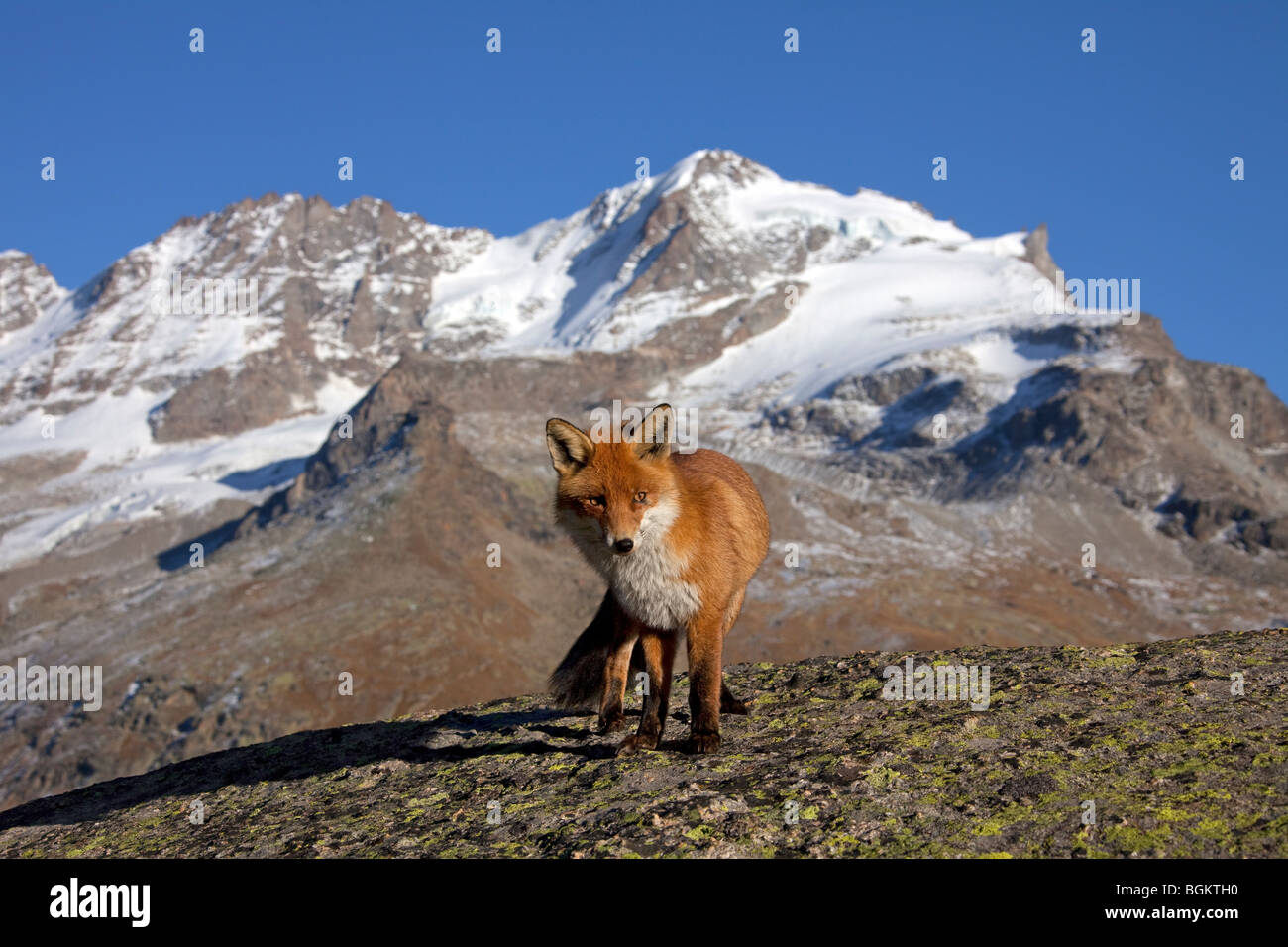 Red fox (Vulpes vulpes) in the mountains of the Alps covered in snow in ...