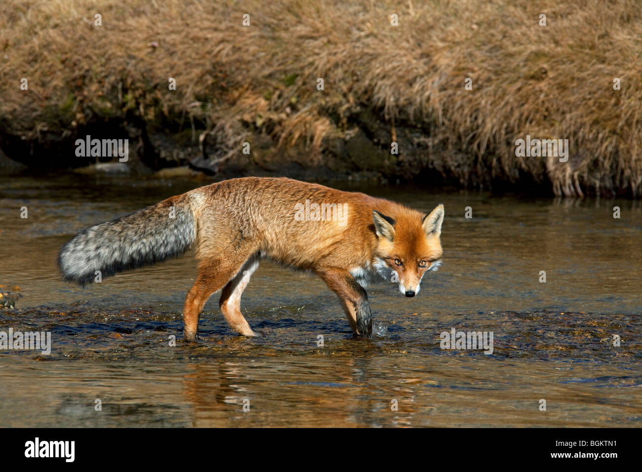 Red fox (Vulpes vulpes) in water crossing river Stock Photo - Alamy