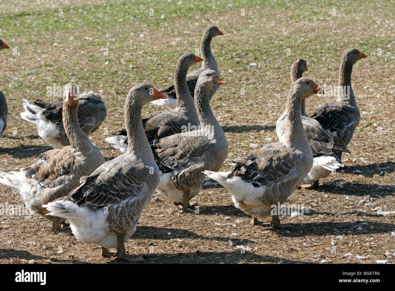Geese raised for pate goose liver on farm Dordogne Aquitaine France ...
