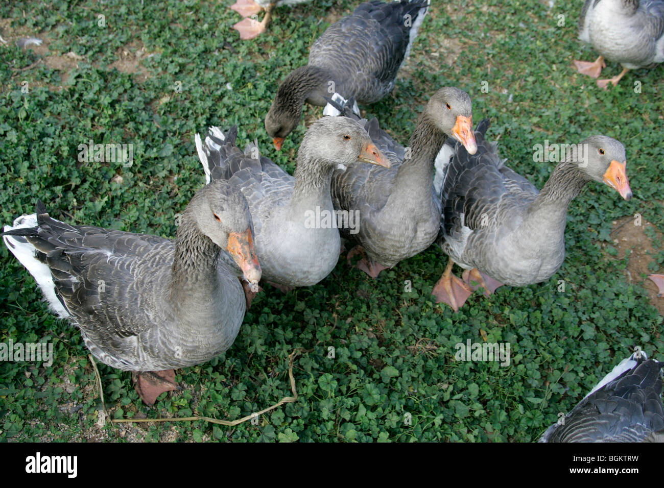 Geese raised for pate goose liver on farm Dordogne Aquitaine France ...