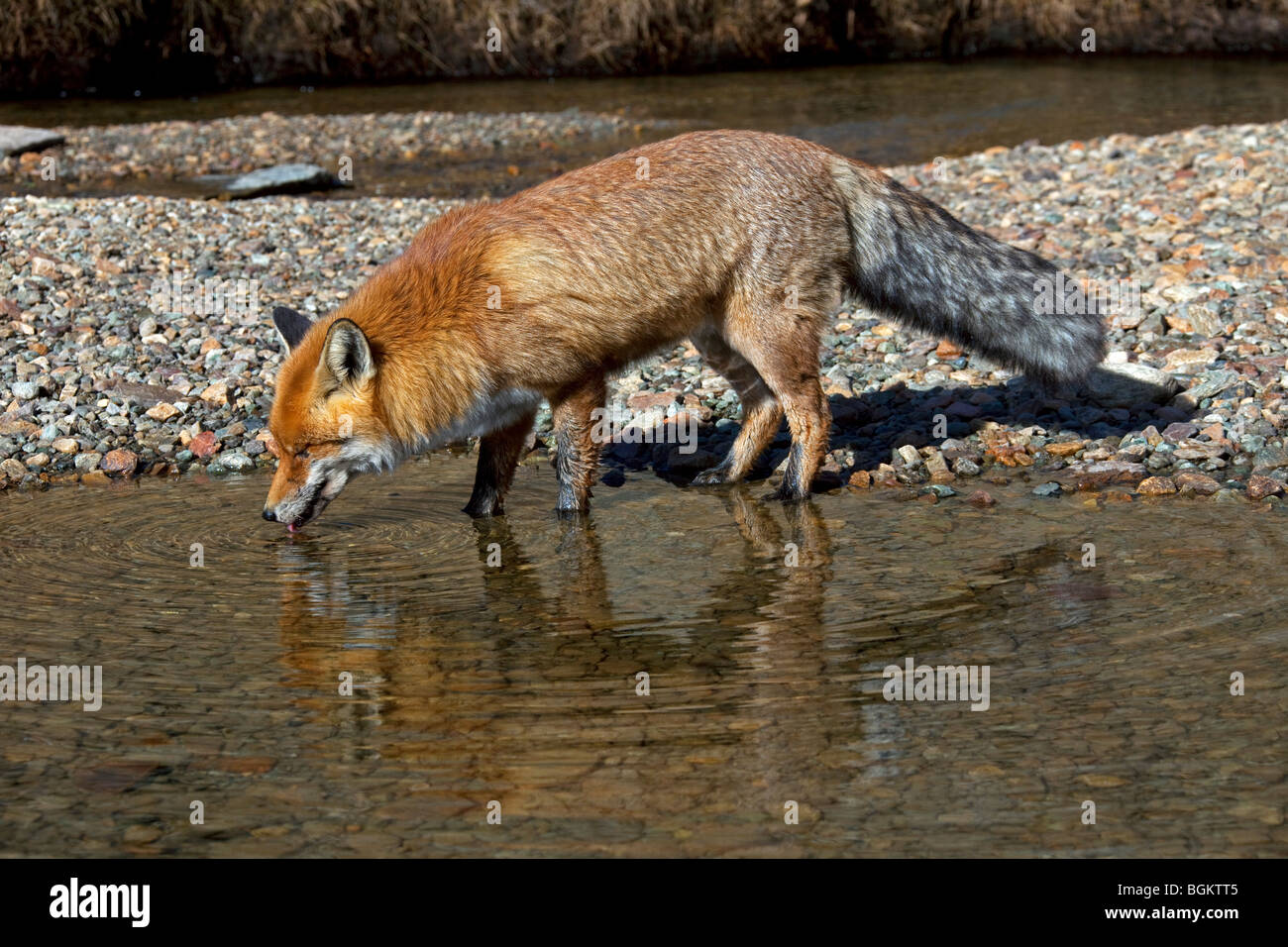Red fox drinking water hi-res stock photography and images - Alamy