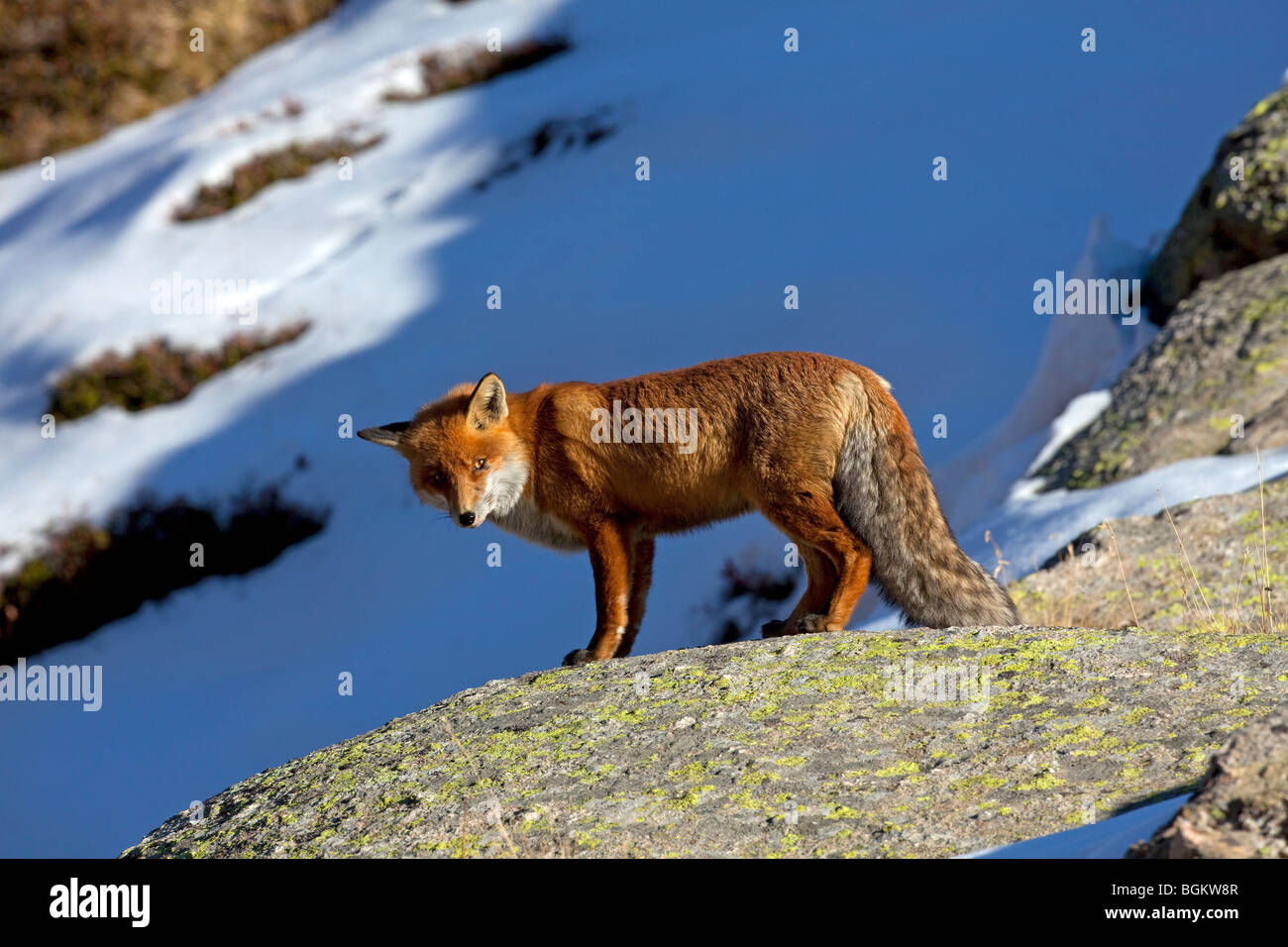 Red fox (Vulpes vulpes) in the mountains of the Alps covered in snow in ...