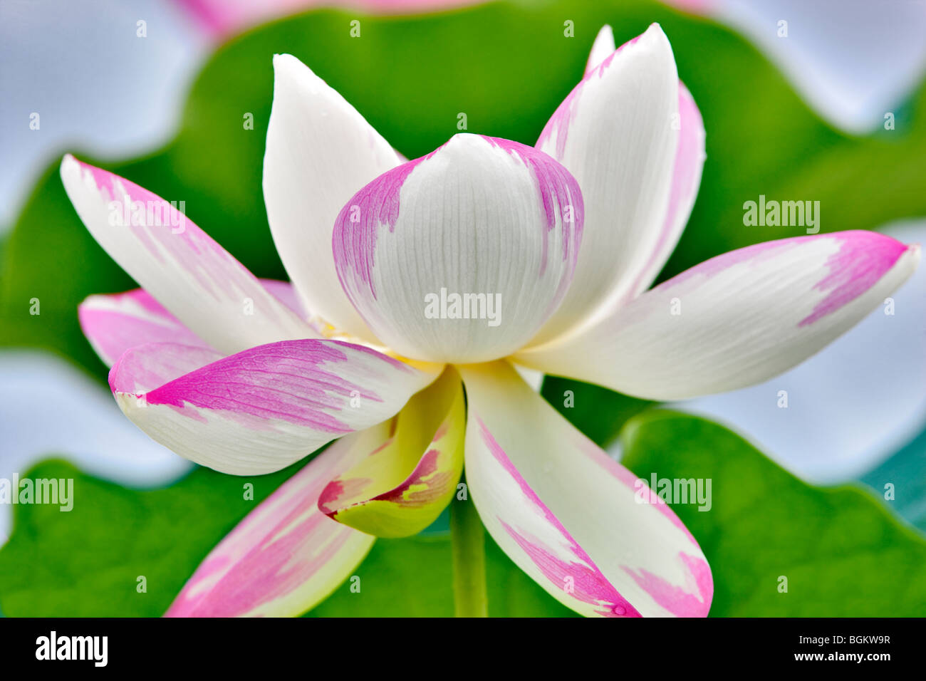 Lotus blossom hi-res stock photography and images - Alamy