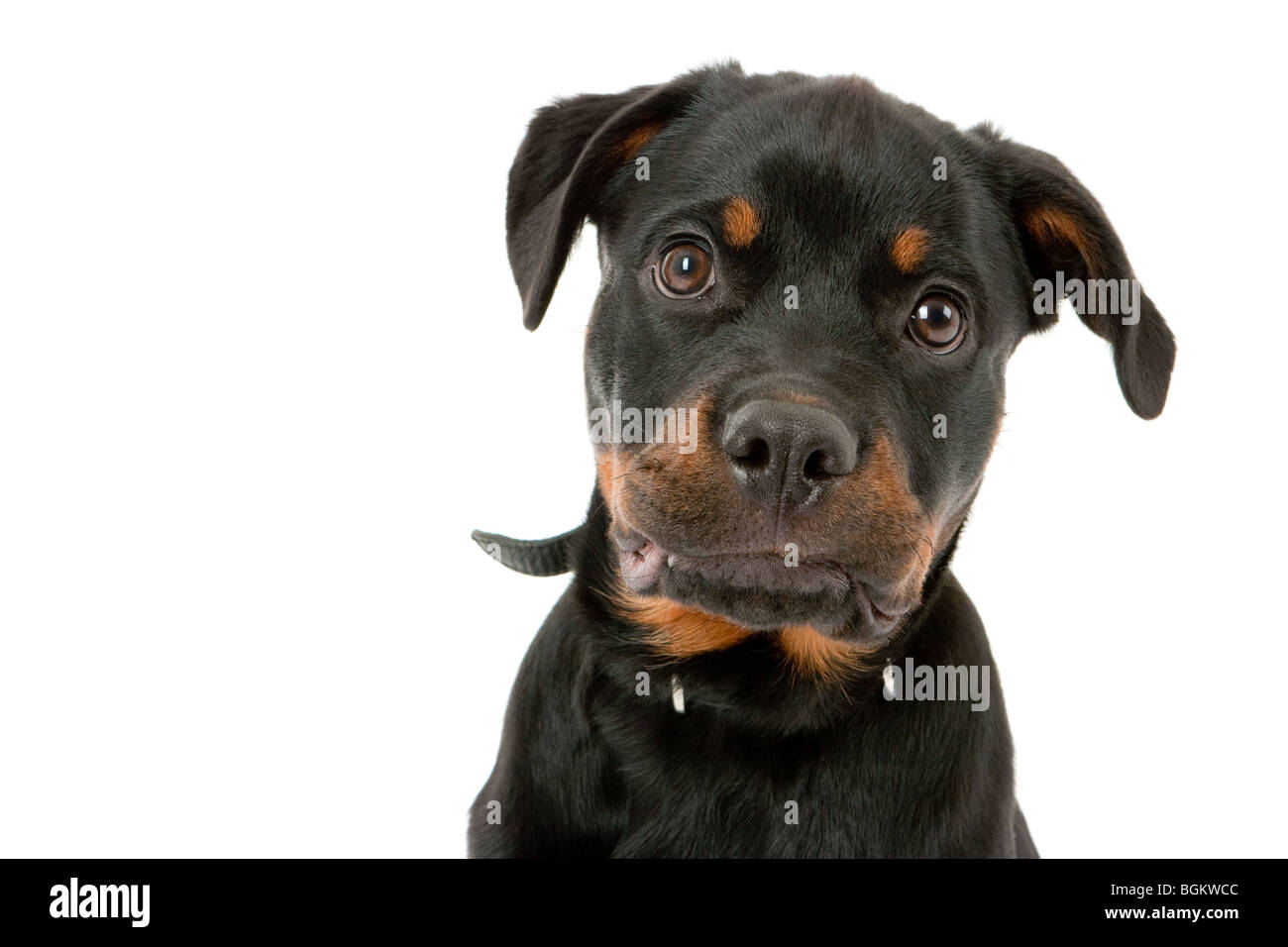 Young purebred Cut Out Stock Images & Pictures - Alamy