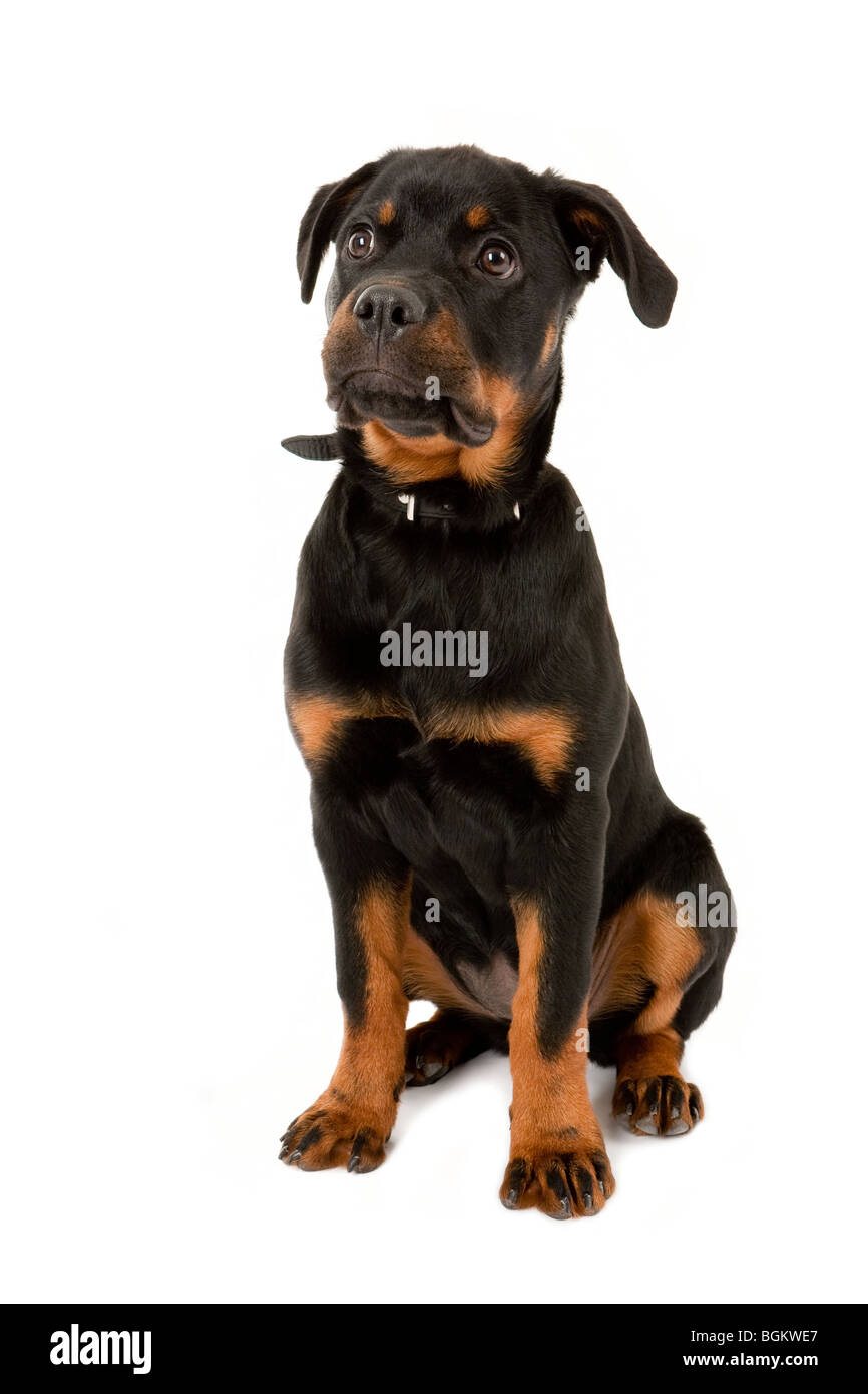 Young purebred Cut Out Stock Images & Pictures - Alamy