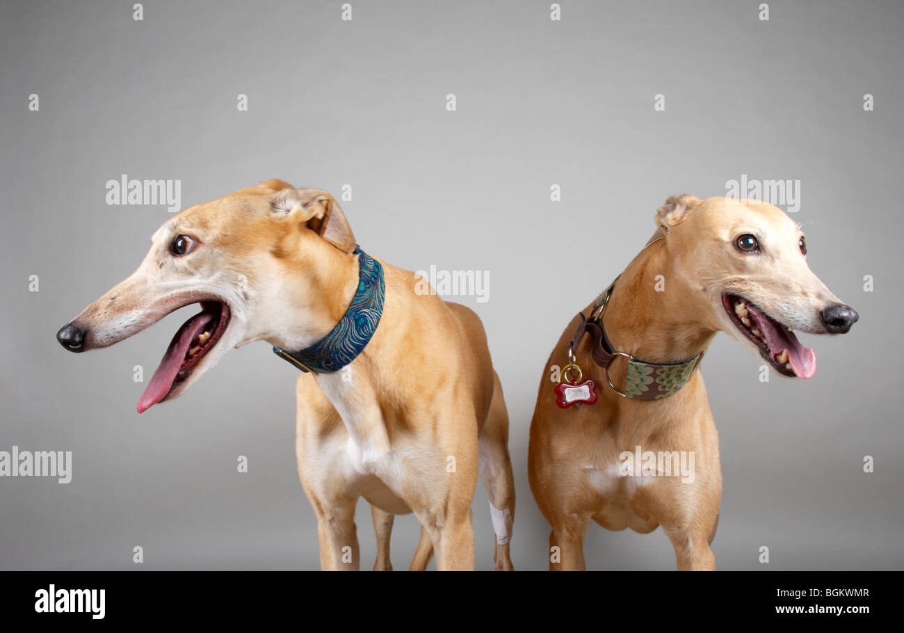 Angel & Oscar. Greyhound buddies Stock Photo - Alamy