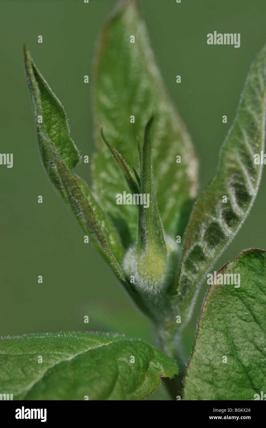 Bud formation hi-res stock photography and images - Alamy