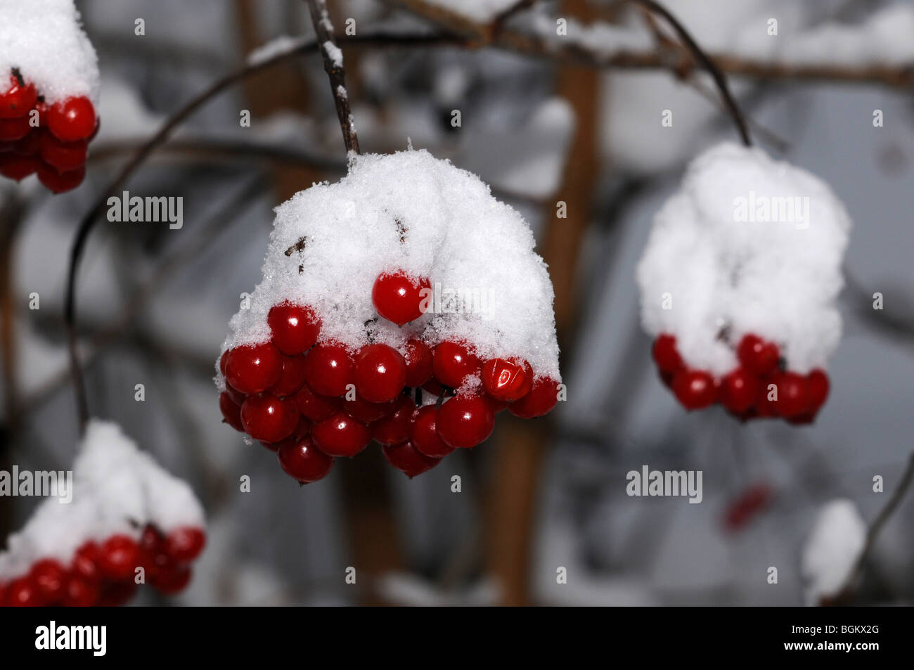 Deep Red Berries High Resolution Stock Photography and Images - Alamy
