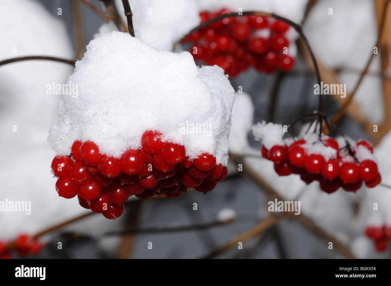 red berries covered in snow Stock Photo - Alamy