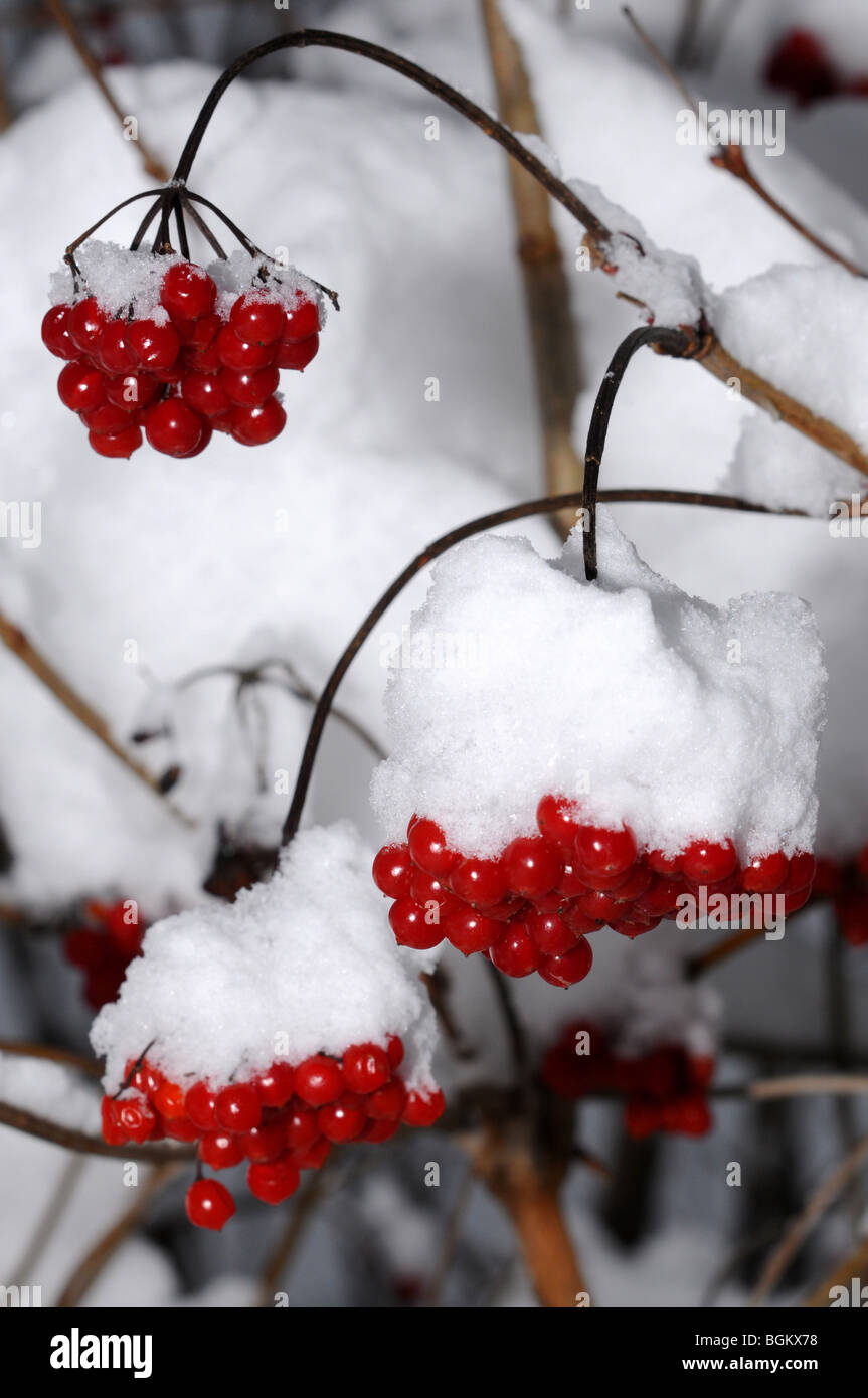 Birds snow berries hi-res stock photography and images - Alamy
