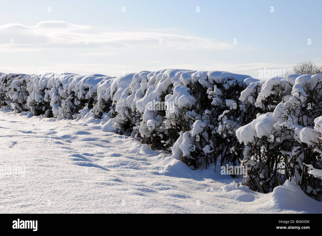 A Field and hedge covered by snow in Oxfordshire, UK Stock Photo - Alamy