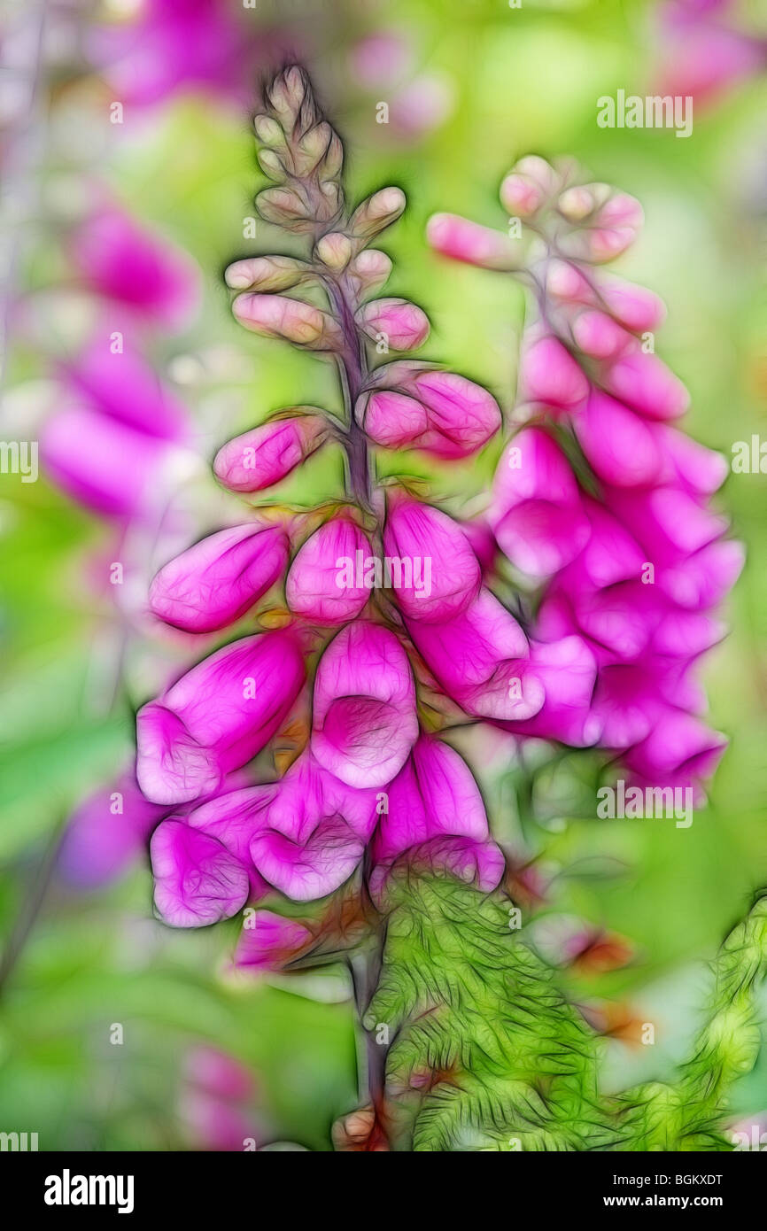 Photo illustration: Brightly coloured foxgloves growing wild in a field ...