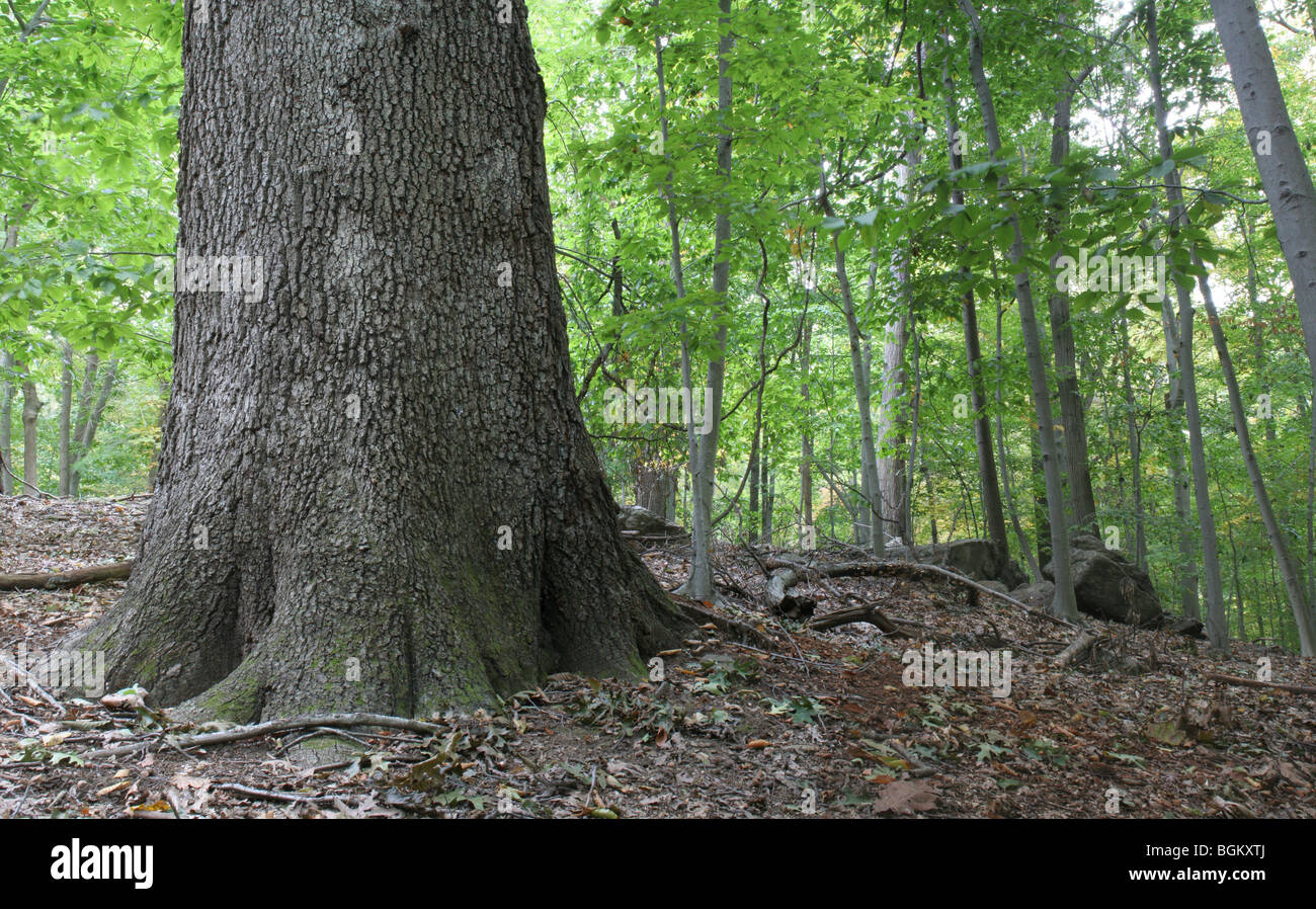 Deciduous oak and beech forest, Rye, New York Stock Photo - Alamy