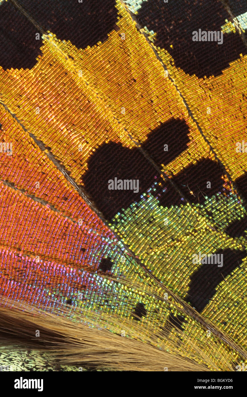 Close-up of the wing of a Madagascan sunset moth (Chrysiridia rhipheus ...