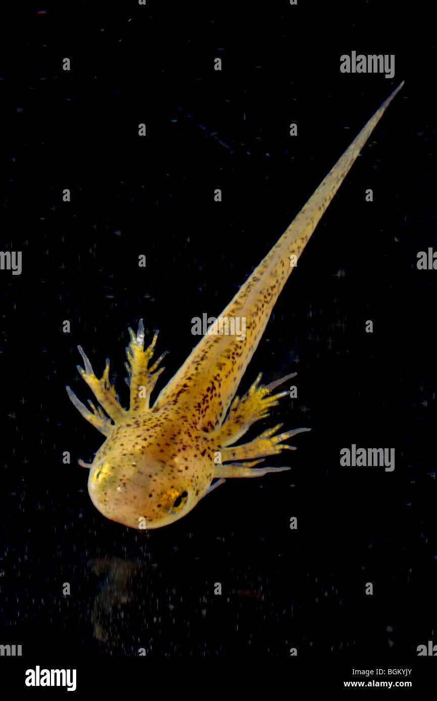Close up macro photograph of a nine-day old spotted salamander larva ...