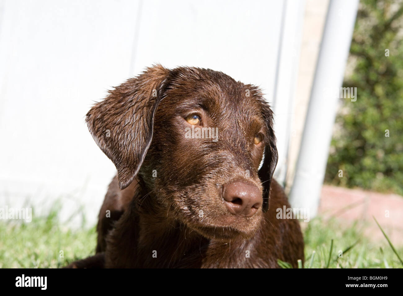 Chocolate Labrador Retriver Stock Photo - Alamy