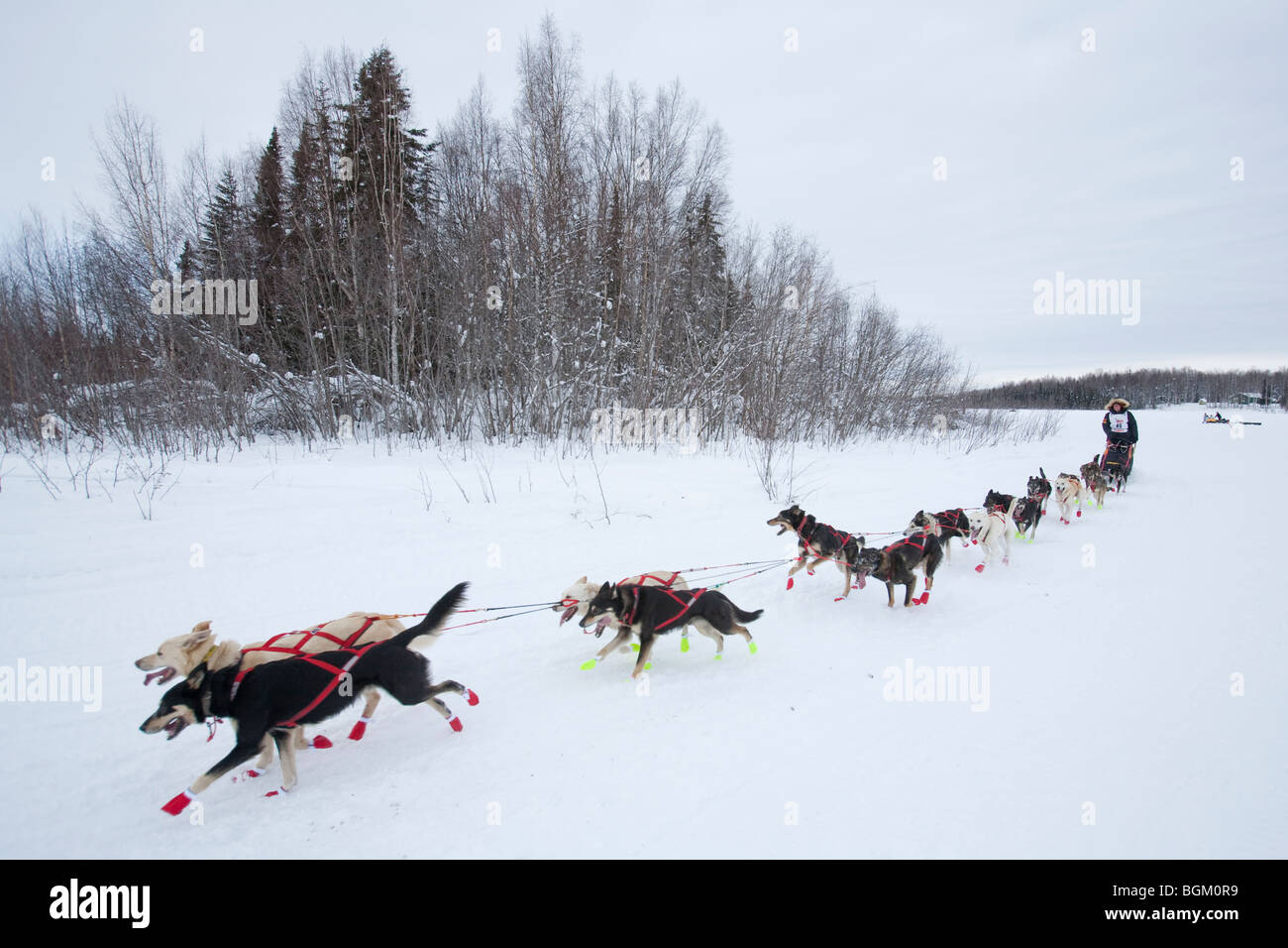 Alaska, Willow. Iditarod Trail Sled Dog Race 2009 official re-start ...