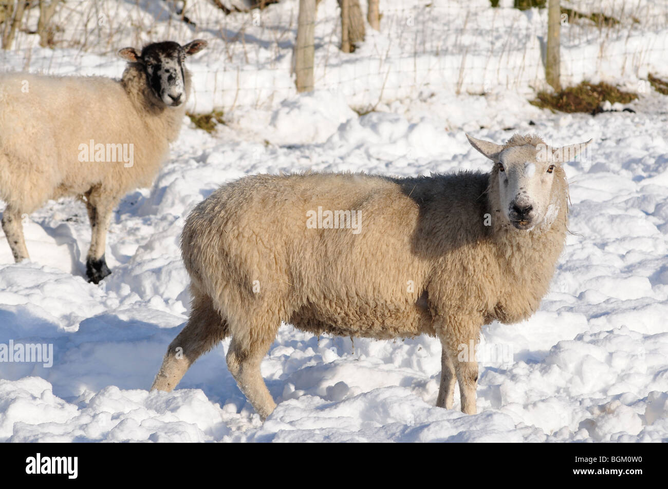Sheep tracks uk hi-res stock photography and images - Alamy