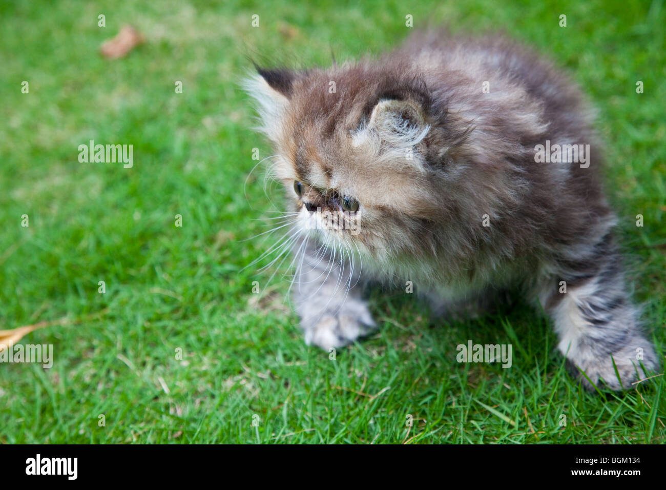 the kitten play at the outdoor Stock Photo - Alamy
