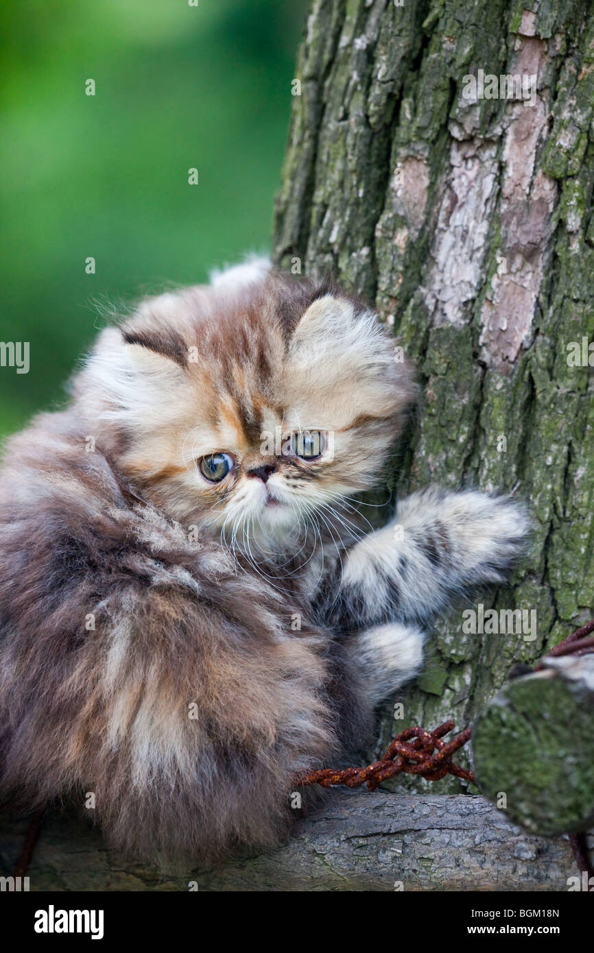 the kitten play at the outdoor Stock Photo - Alamy