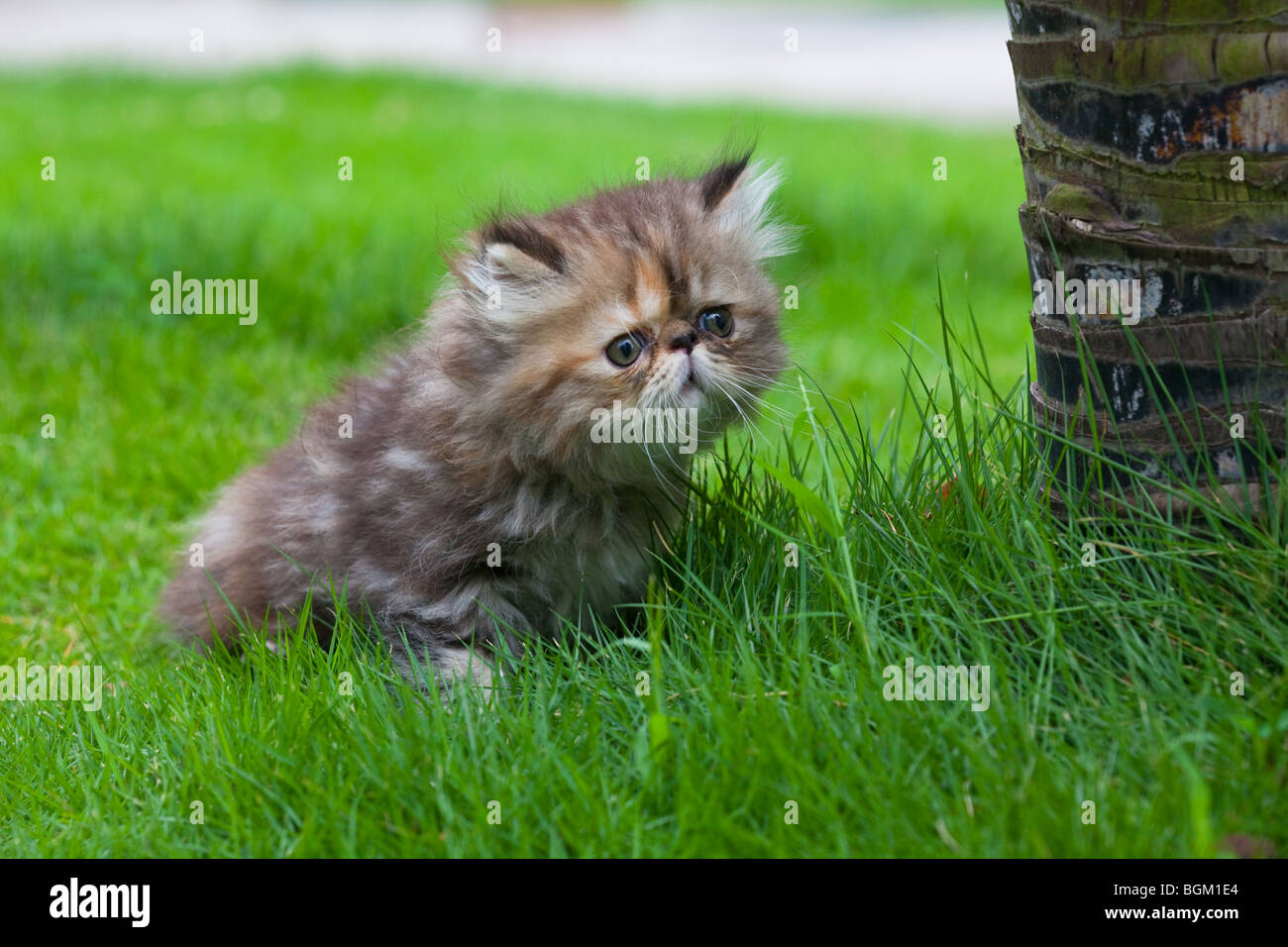 the kitten play at the outdoor Stock Photo - Alamy