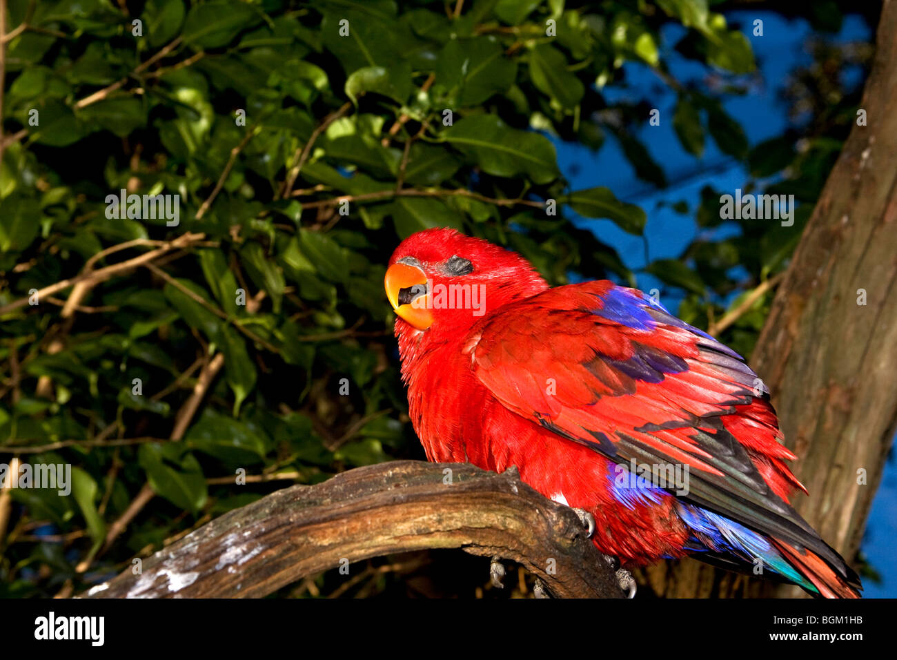 Sleeping bird hi-res stock photography and images - Alamy