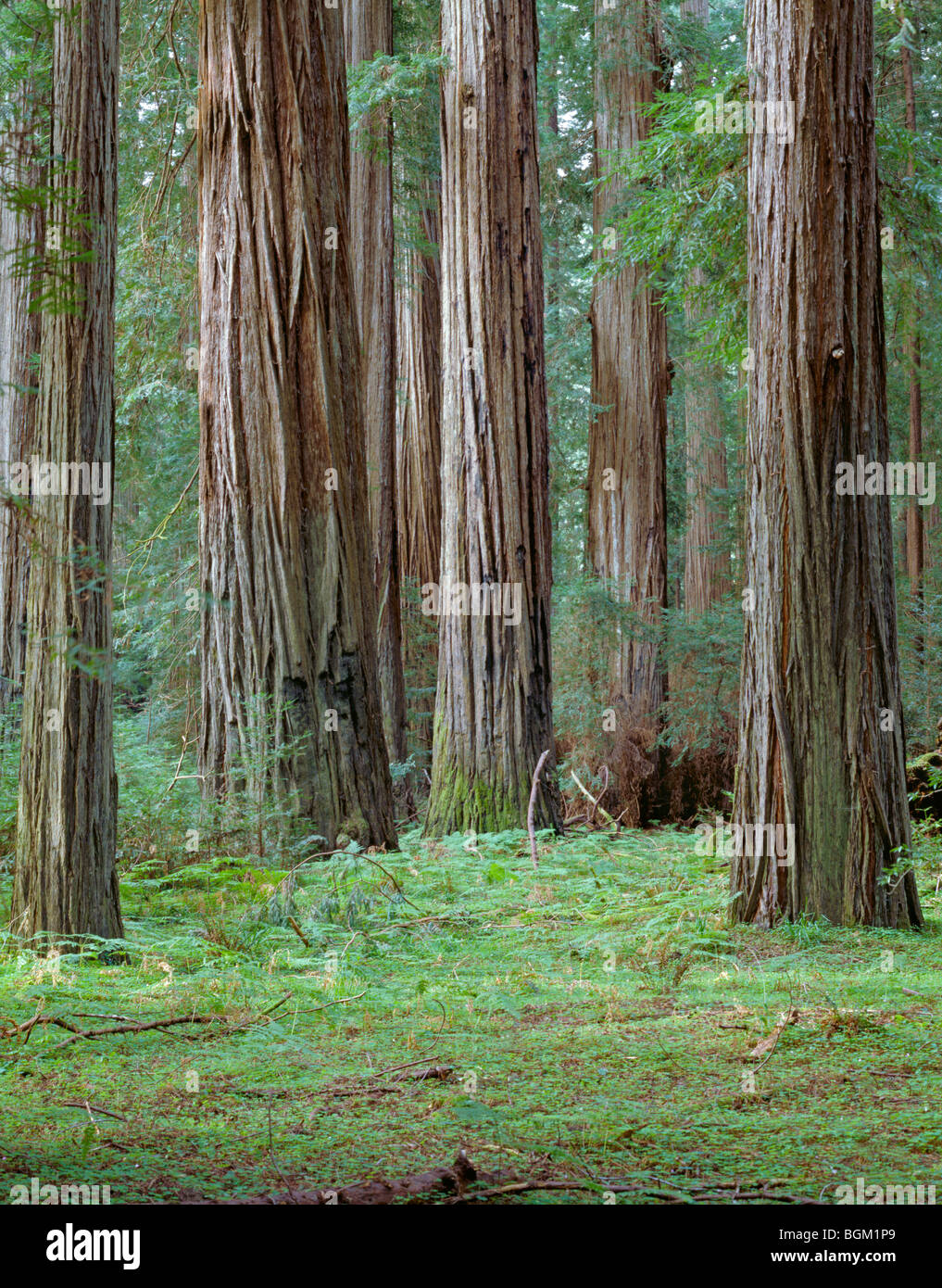 CALIFORNIA - Redwood trees in the Rockefeller Grove of Humboldt ...