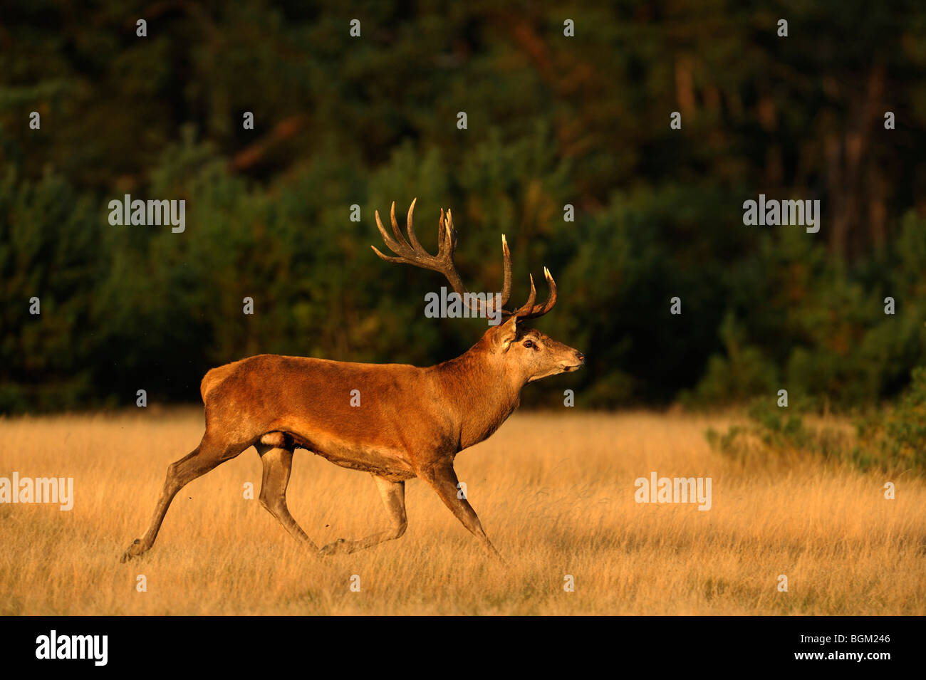 Red Deer (Cervus elaphus), stag standing in an autumn-coloured ...