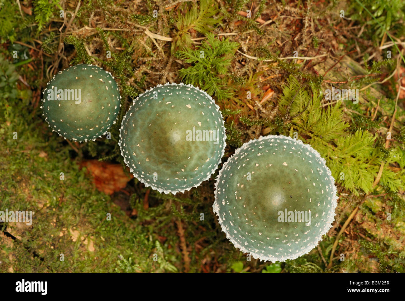 Verdigris agaric (Stropharia aeruginosa Stock Photo - Alamy