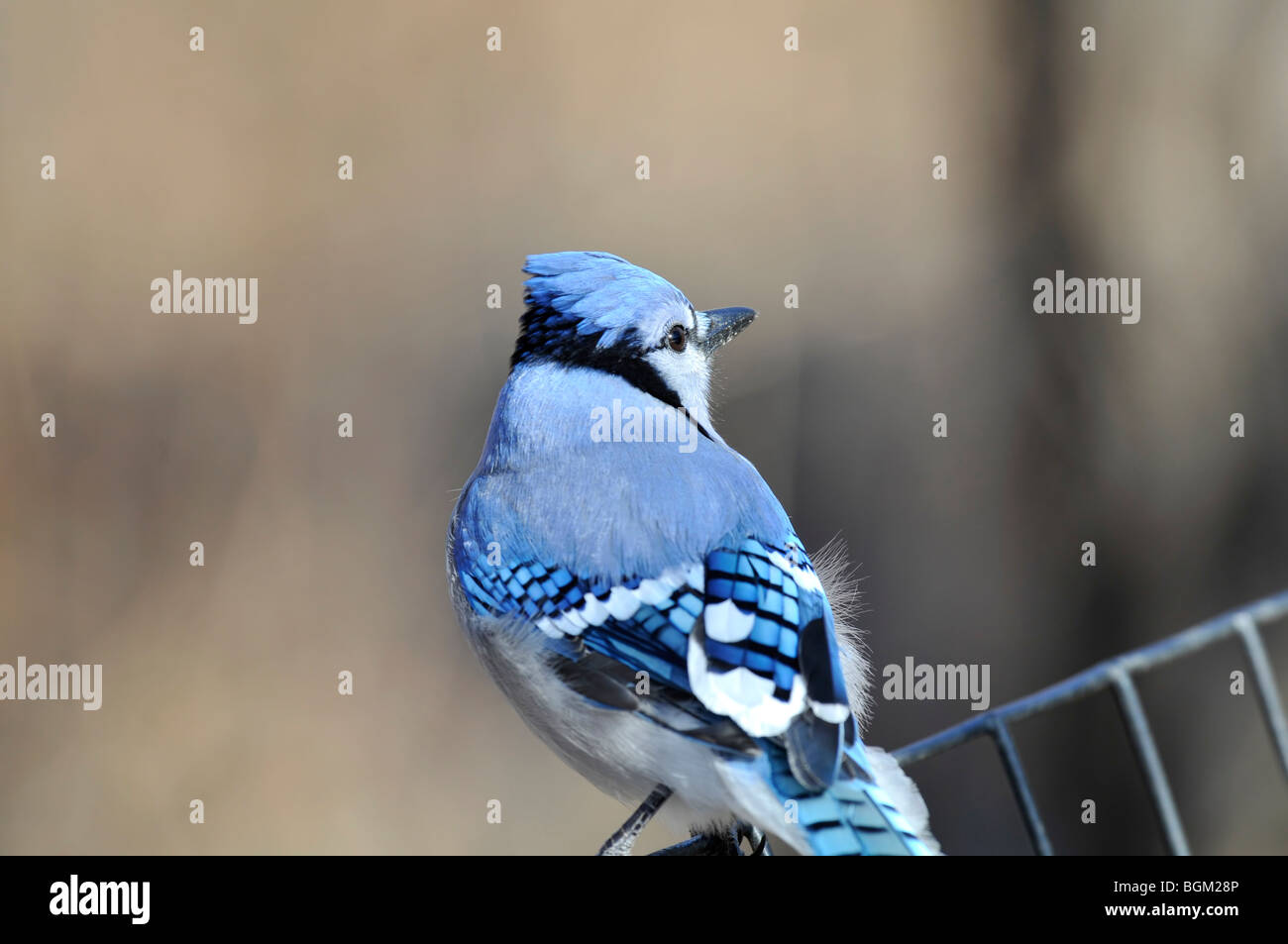 Migrating blue jay hi-res stock photography and images - Alamy