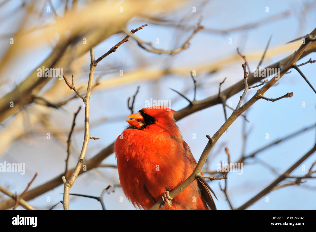 Northern Cardinal: Cardinalis cardinalis. The colorful Redbird ...