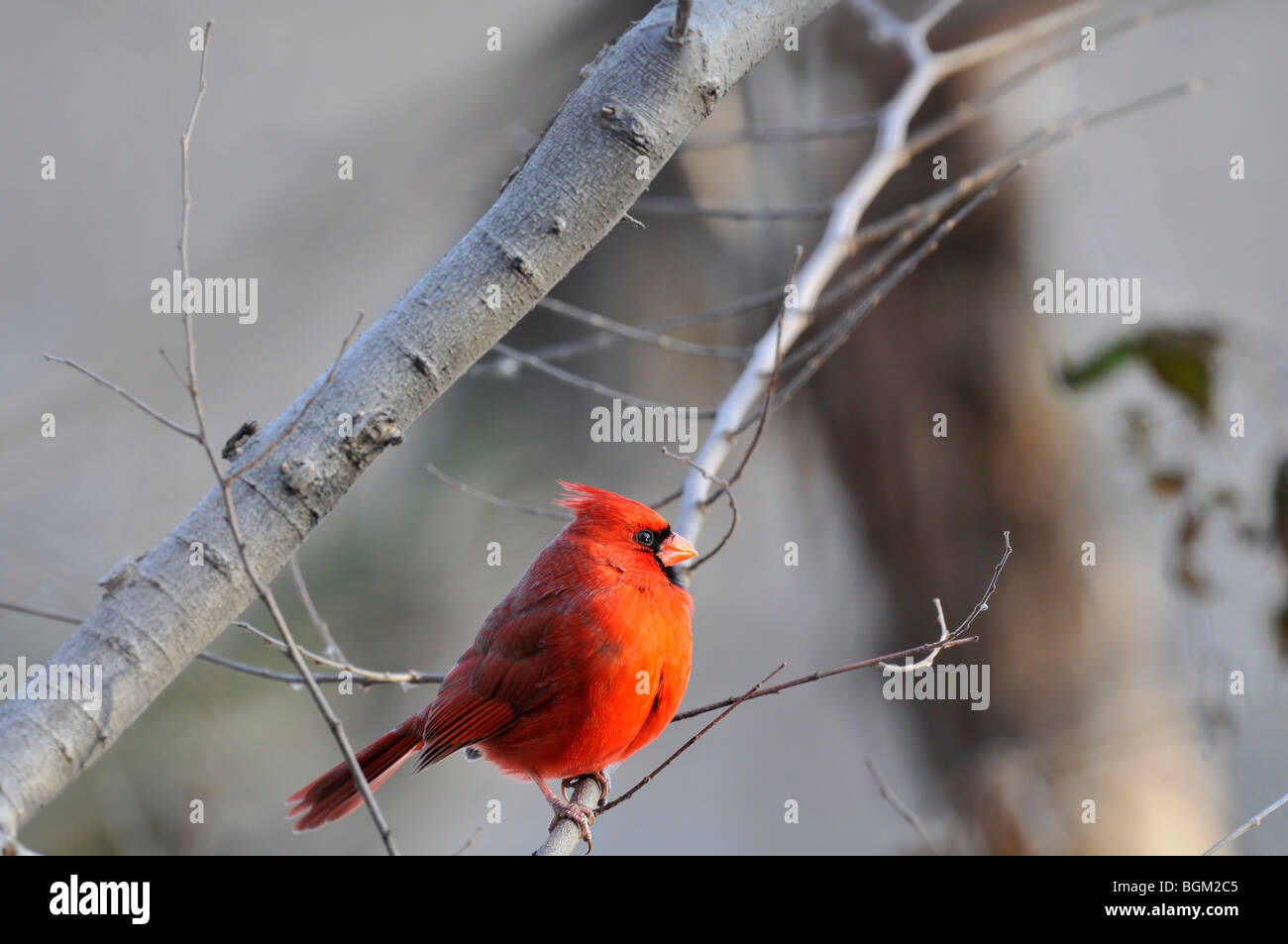 Northern Cardinal: Cardinalis cardinalis. The colorful Redbird ...