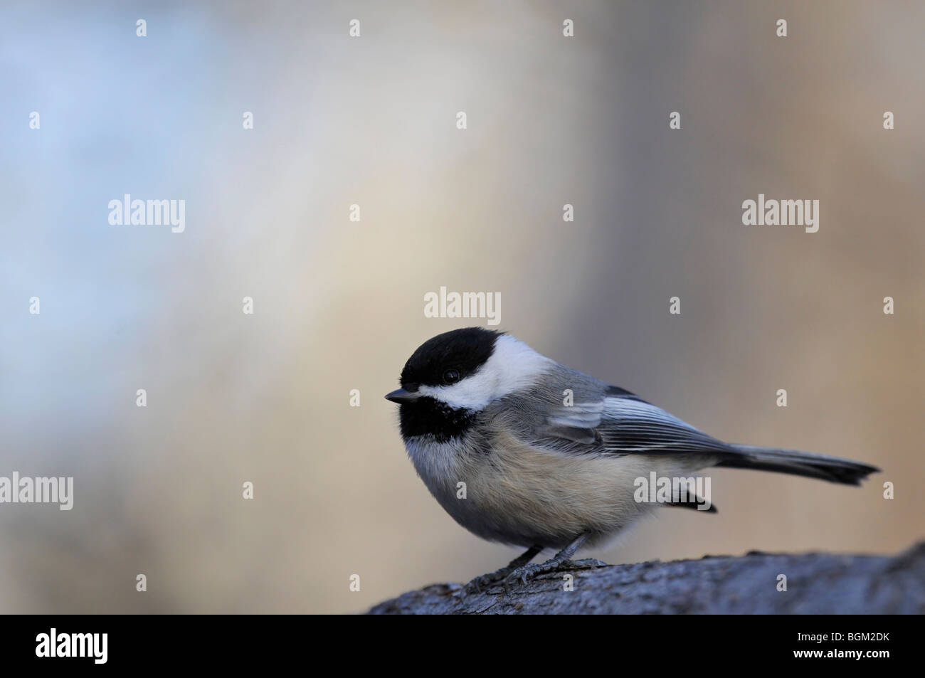 Black capped chickadee food hi-res stock photography and images - Alamy
